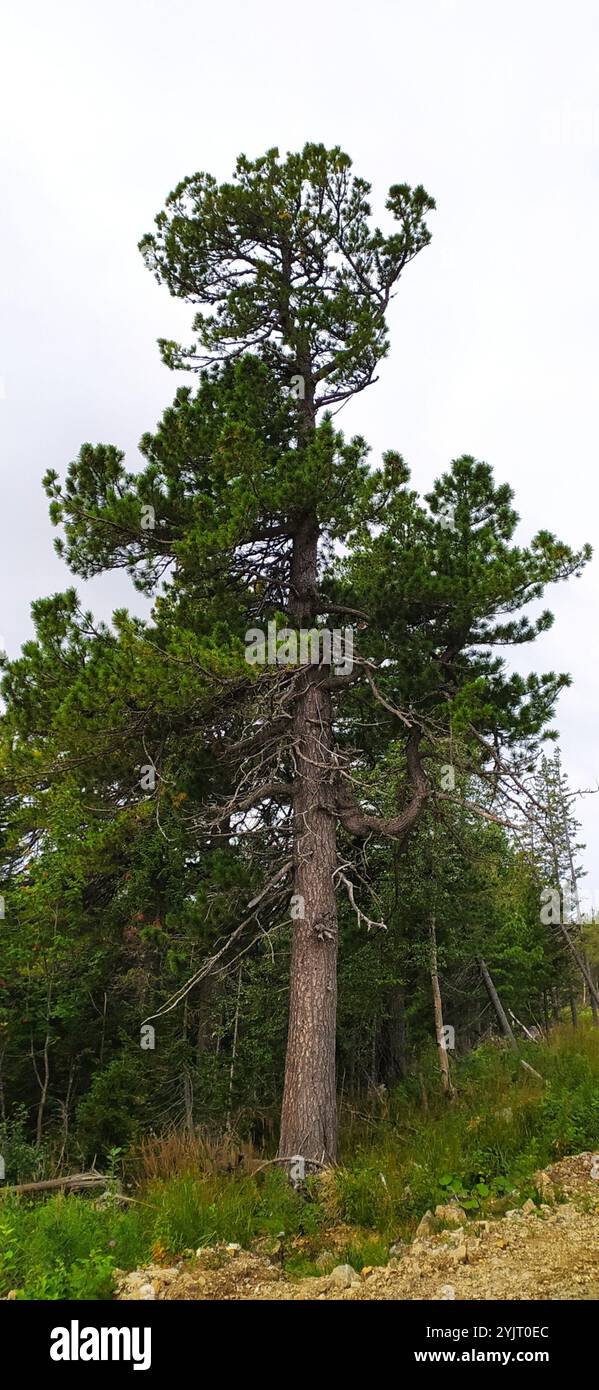 Siberian pine (Pinus sibirica Stock Photo - Alamy