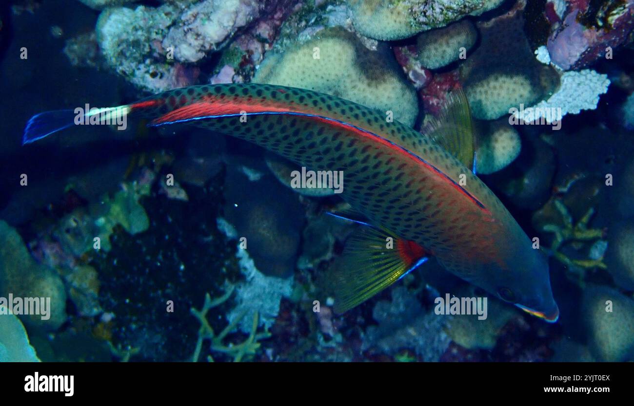 Chiseltooth Wrasse (Pseudodax moluccanus Stock Photo - Alamy