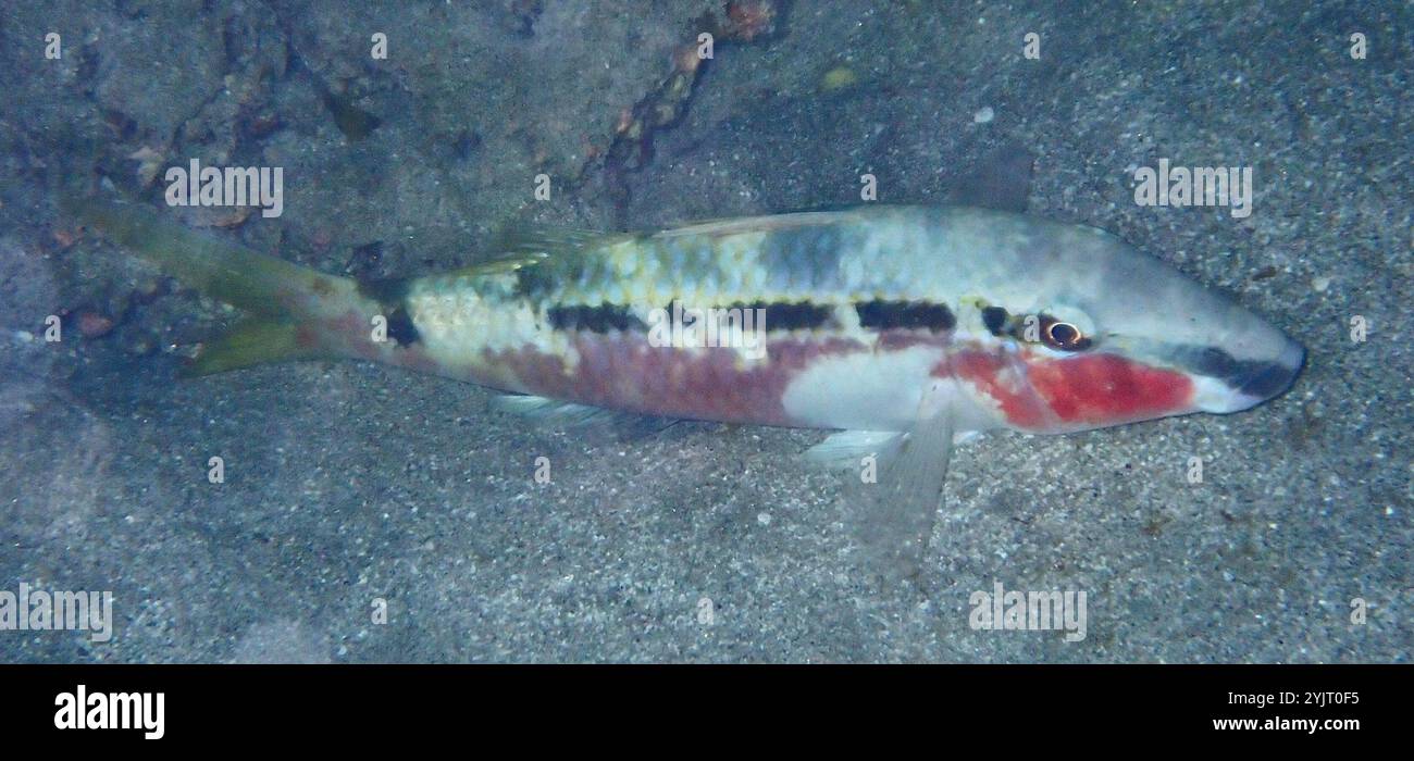 Red Sea Goatfish (Parupeneus forsskali Stock Photo - Alamy