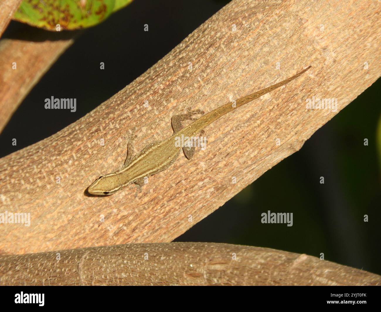 Common Dwarf Gecko (Lygodactylus capensis Stock Photo - Alamy