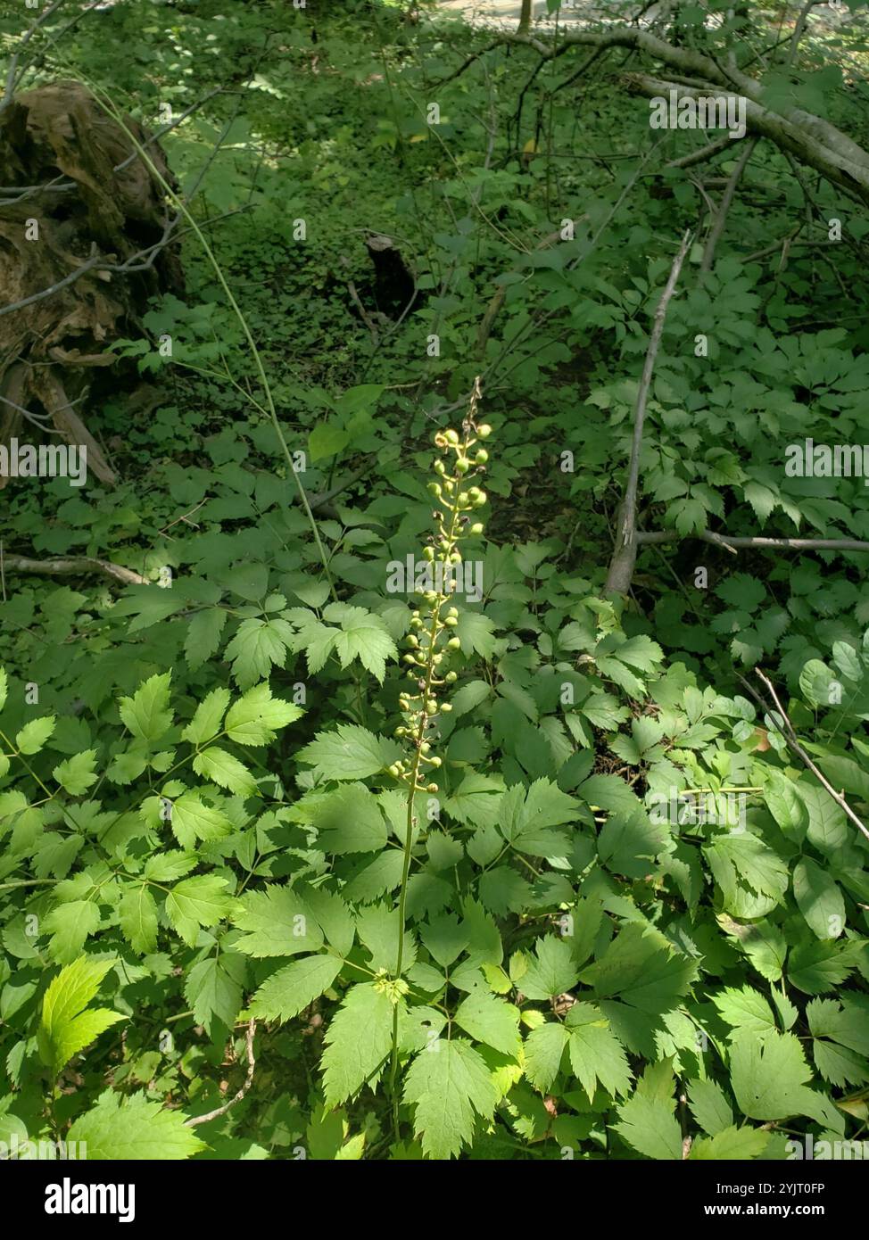 black cohosh (Actaea racemosa Stock Photo - Alamy