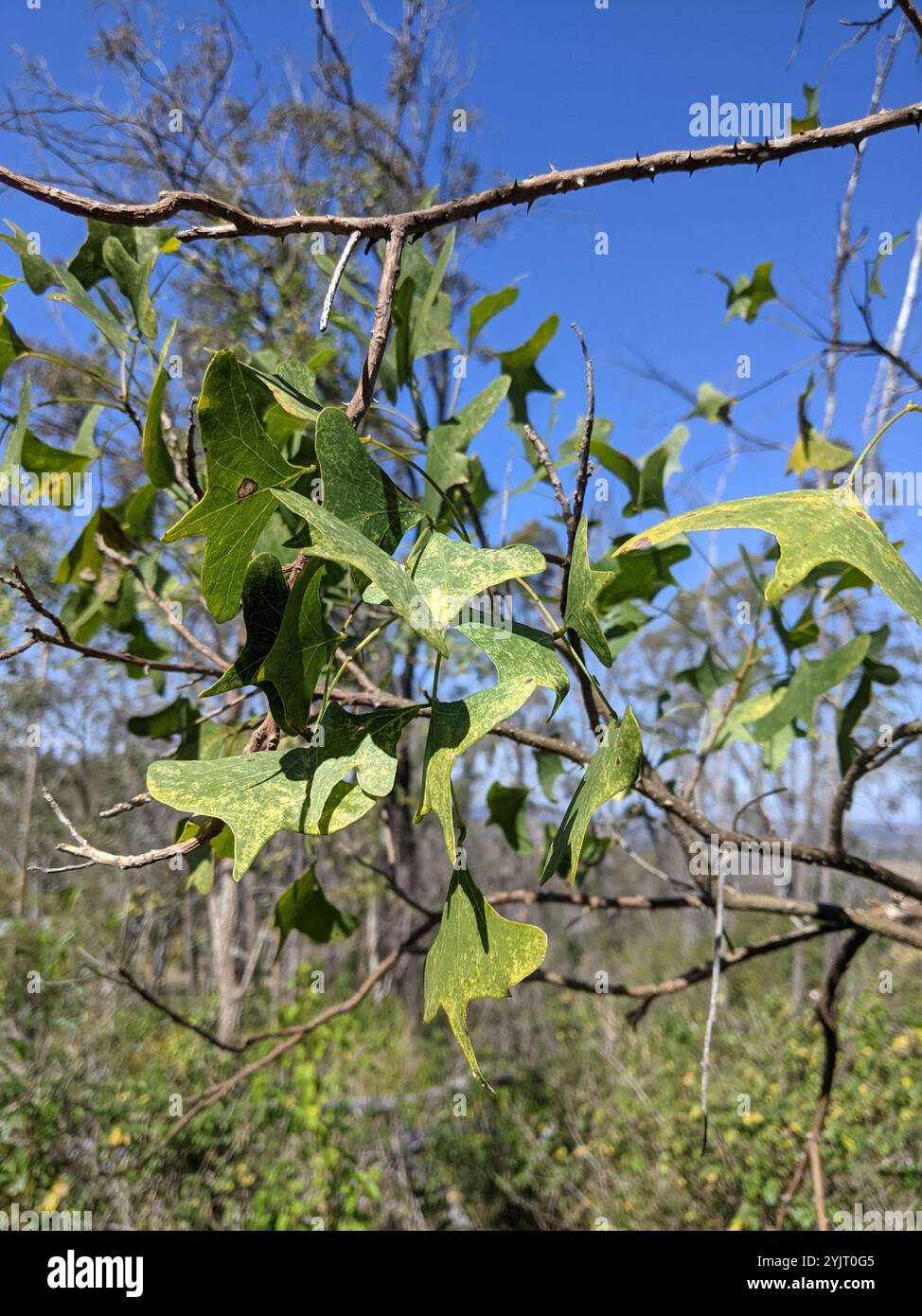Coral trees (Erythrina Stock Photo - Alamy