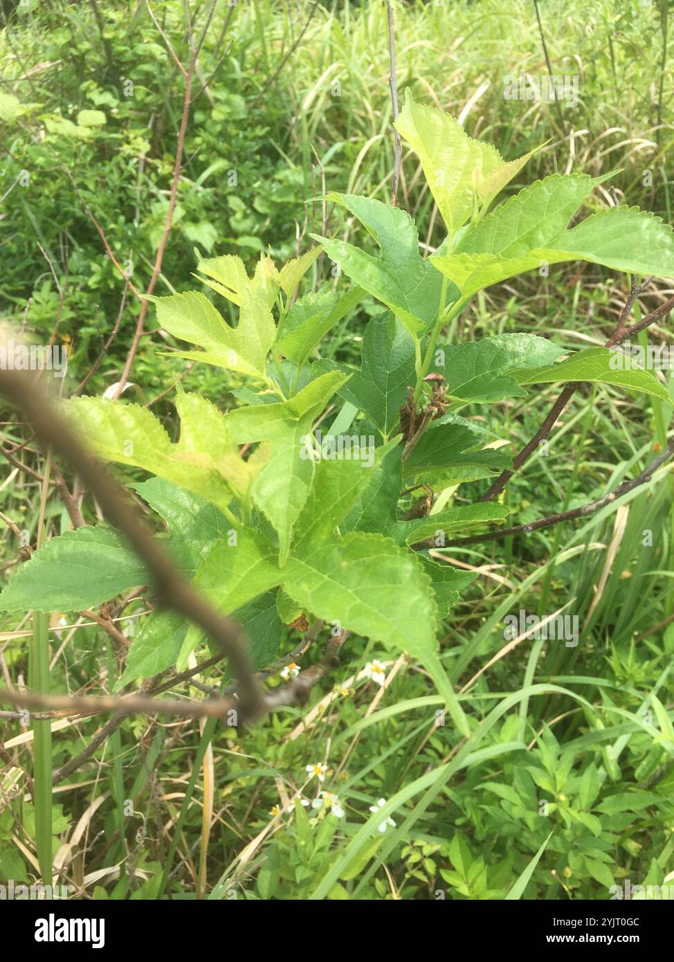 Korean mulberry (Morus indica Stock Photo - Alamy