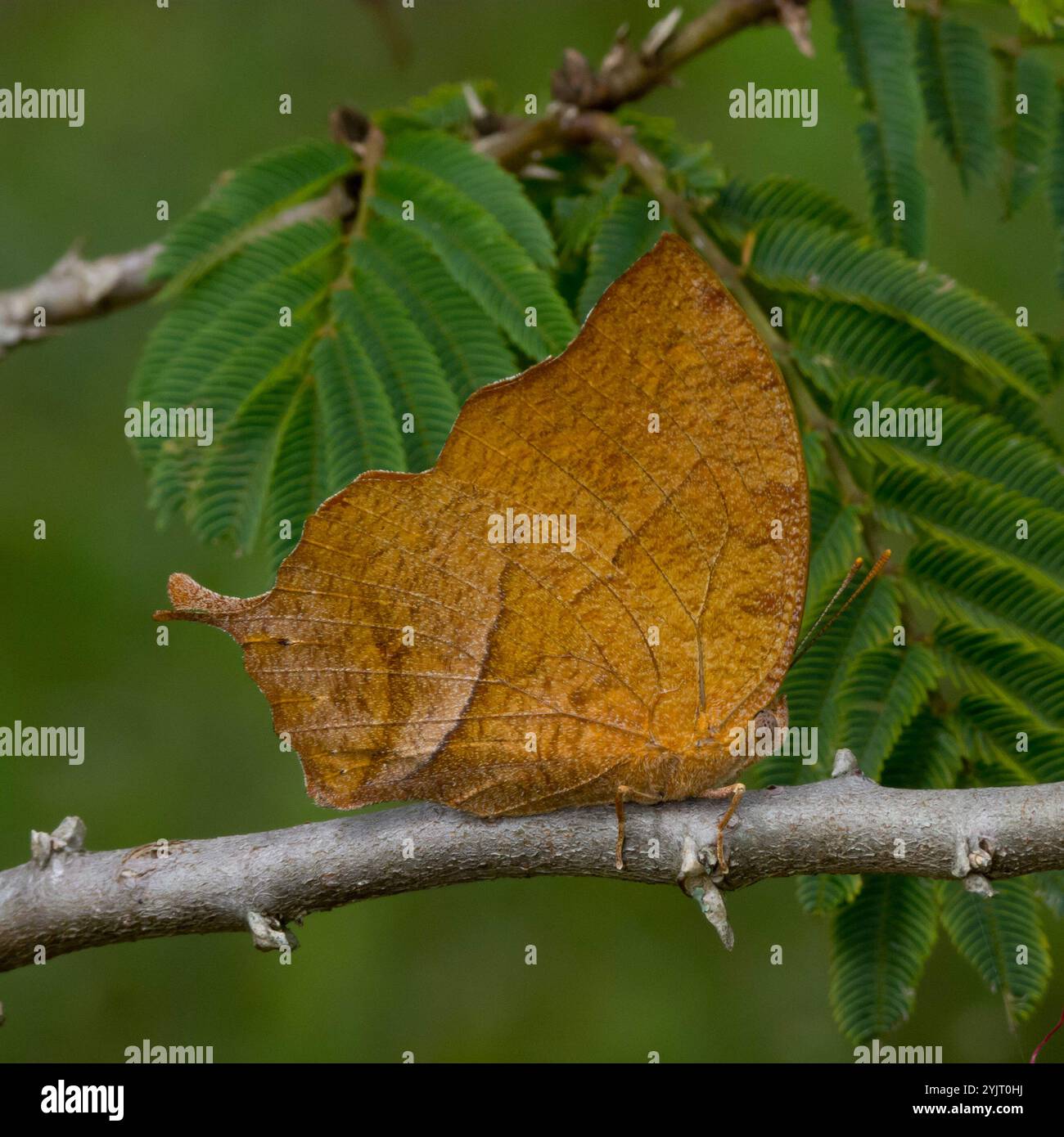 Angled leafwing hi-res stock photography and images - Alamy