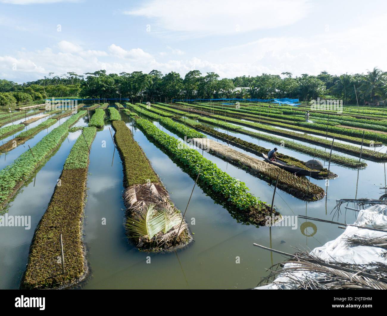 Farmers in low laying areas in Bangladesh choose floating farming ...