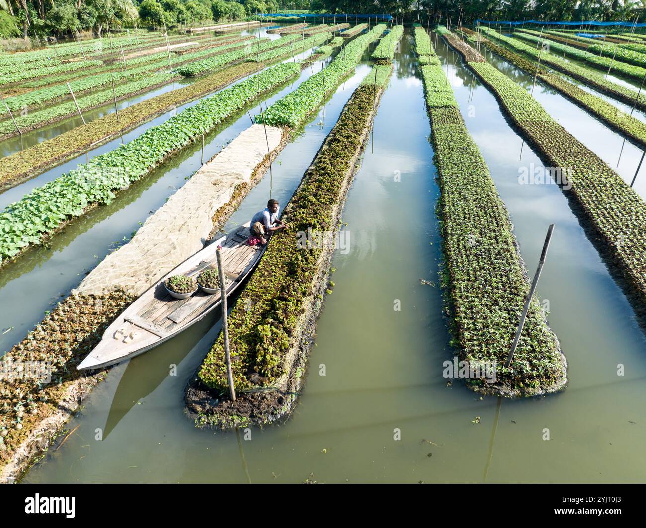 Farmers in low laying areas in Bangladesh choose floating farming ...