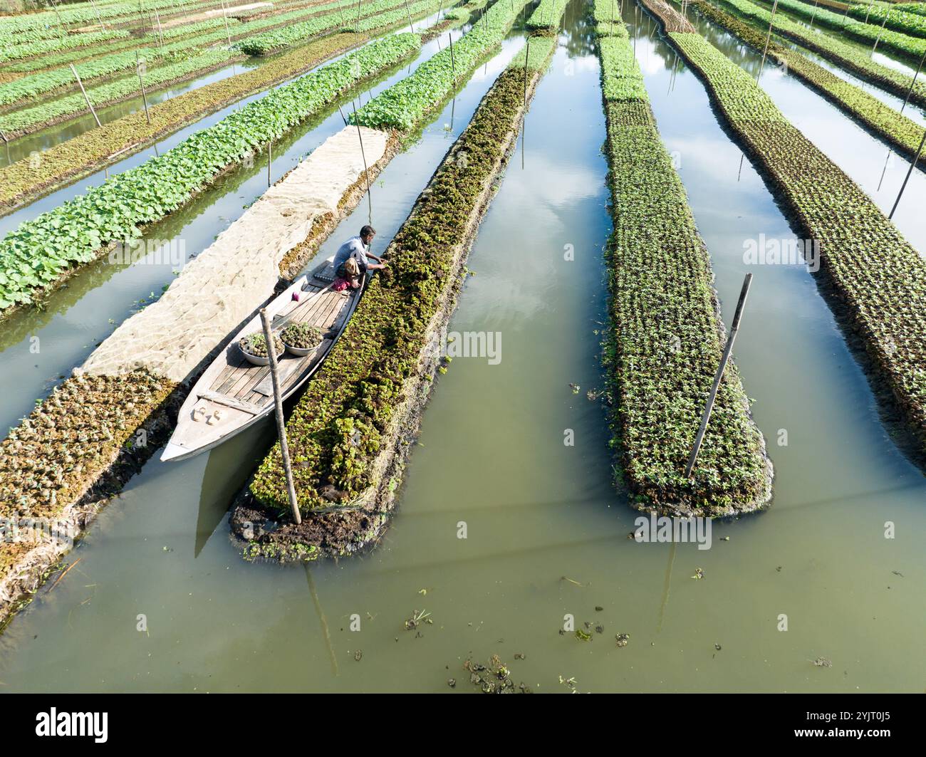Farmers in low laying areas in Bangladesh choose floating farming ...