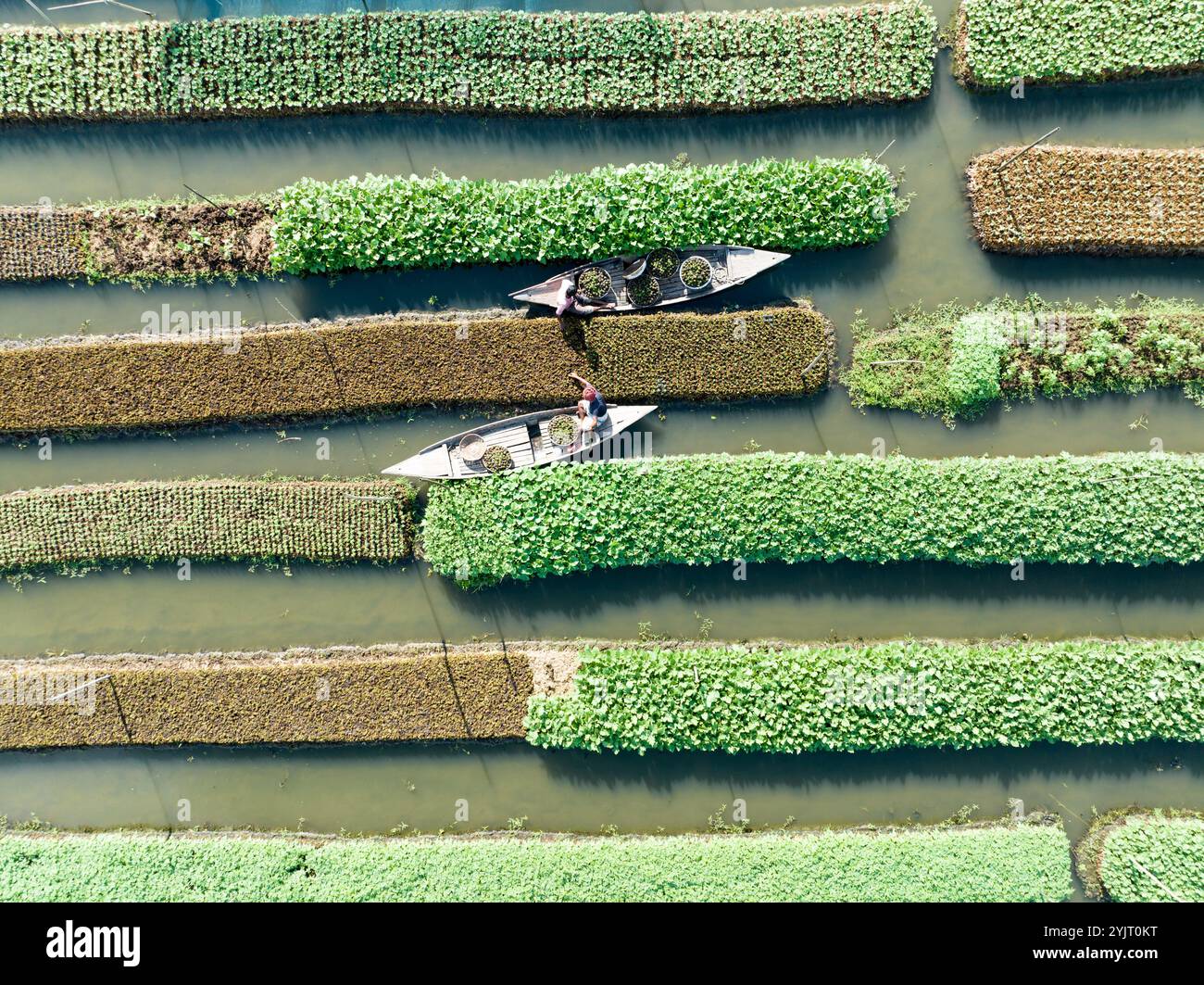 Farmers in low laying areas in Bangladesh choose floating farming ...