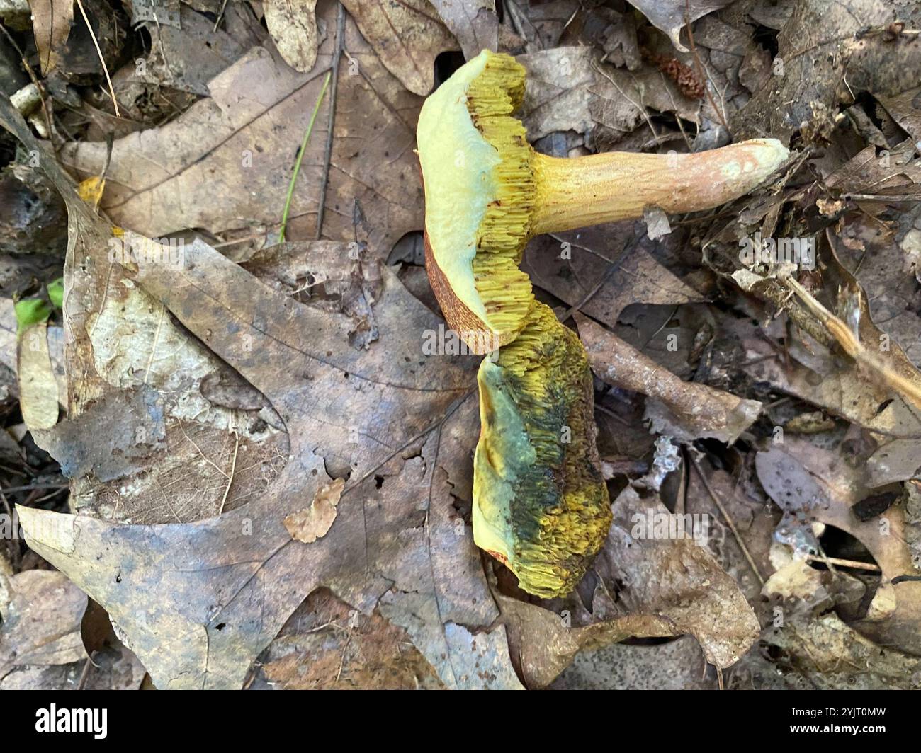 Bolete bicolor hi-res stock photography and images - Alamy