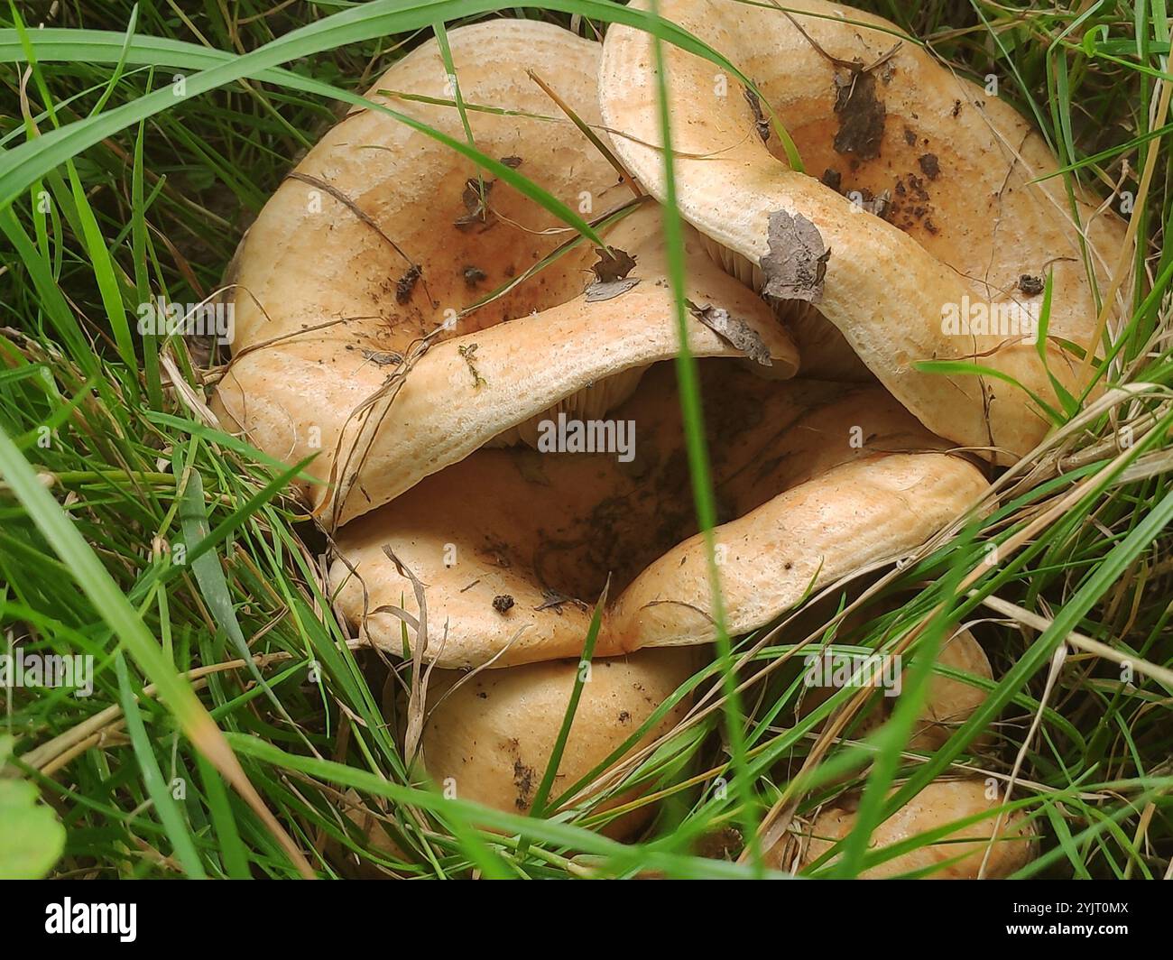 Brown Roll-Rim (Paxillus involutus Stock Photo - Alamy