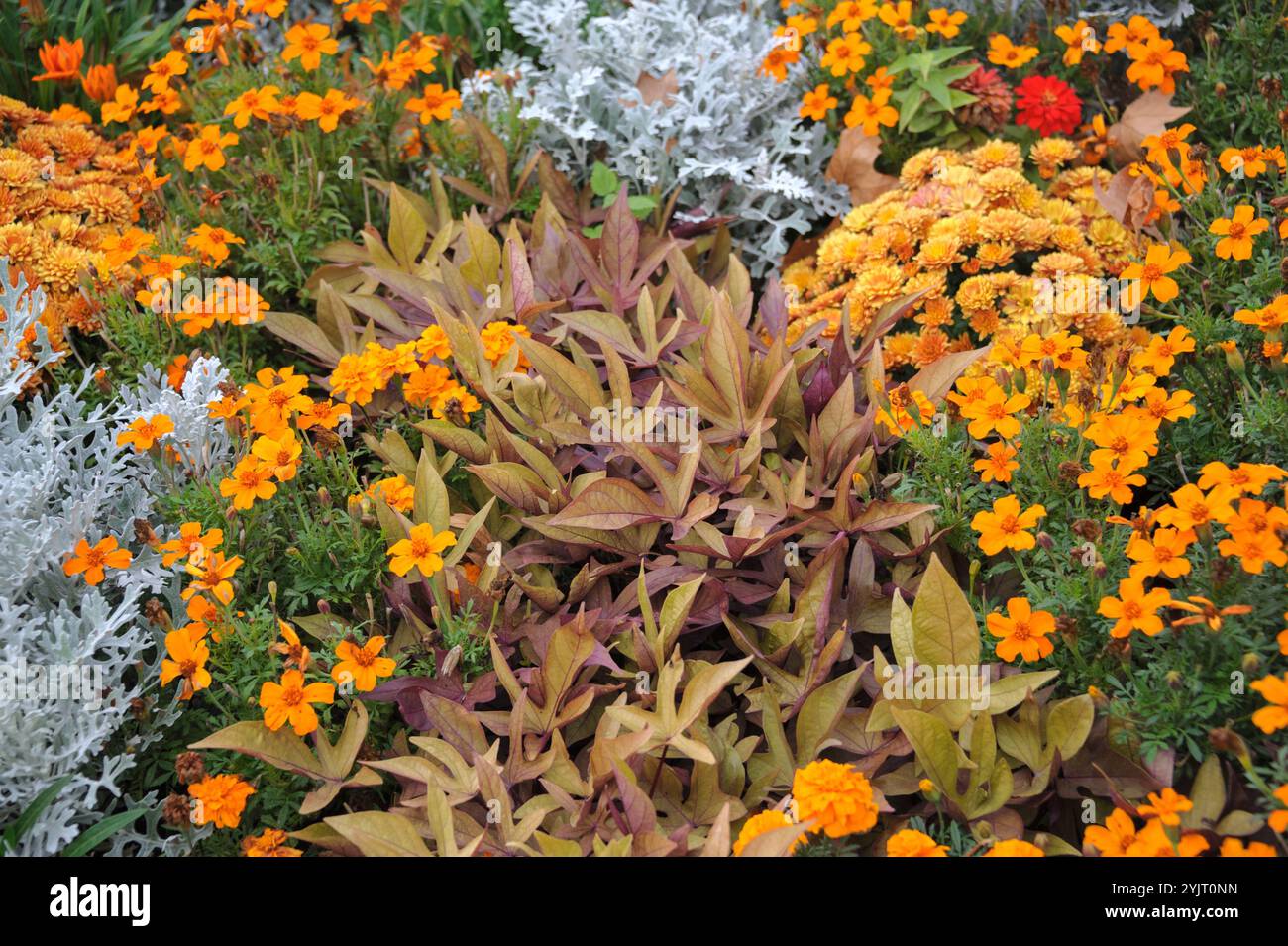 Suesskartoffel Ipomea batatas Sweet Caroline Bronze, Zinnie Zinnia ...
