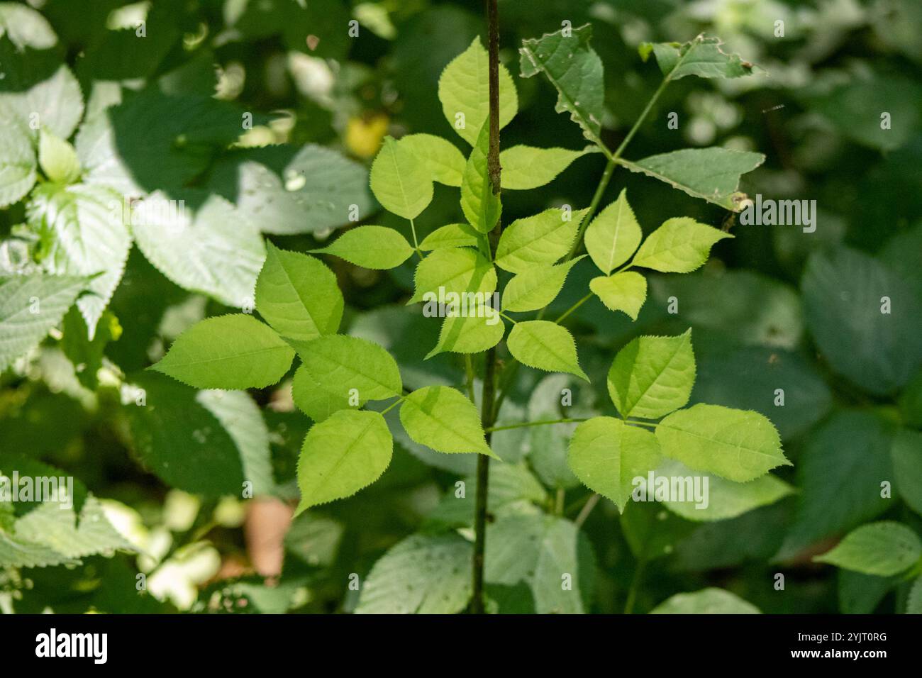 American bladdernut (Staphylea trifolia Stock Photo - Alamy