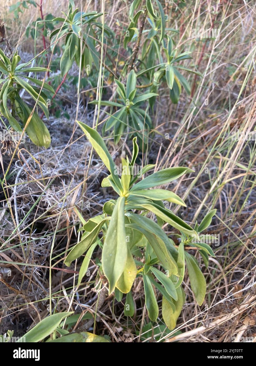 Spurge-laurel (Daphne laureola Stock Photo - Alamy