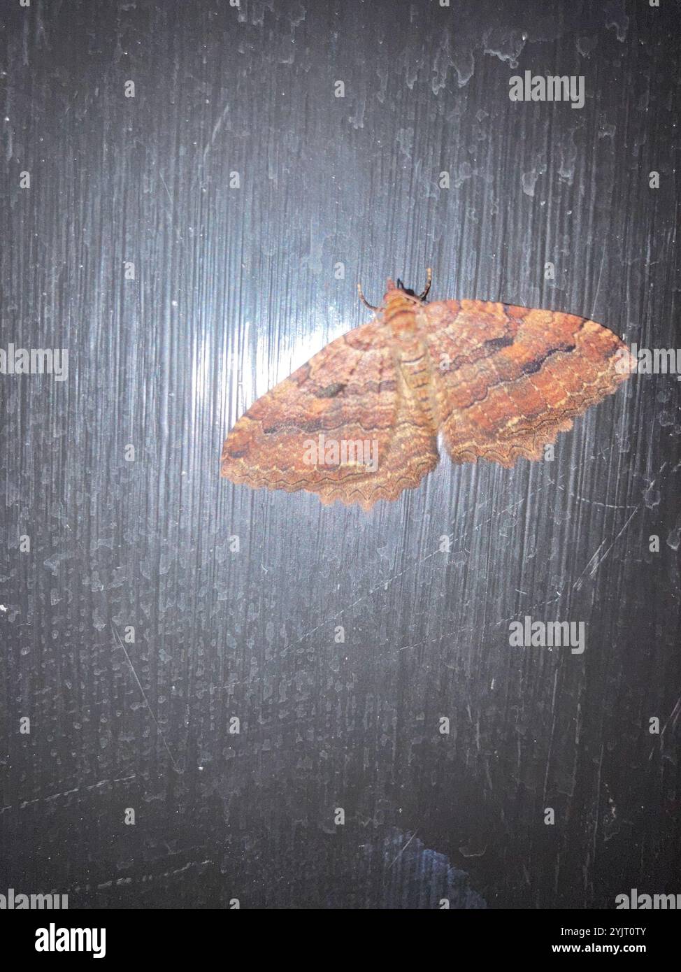 Tissue Moth (Triphosa haesitata Stock Photo - Alamy