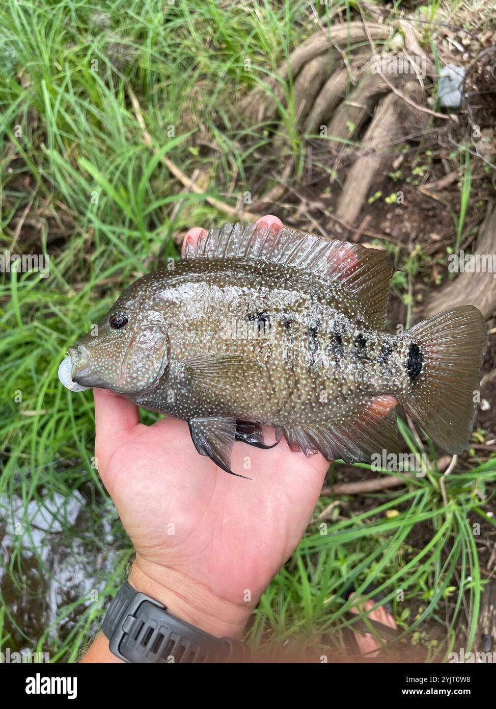 Texas Cichlid (Herichthys cyanoguttatus Stock Photo - Alamy