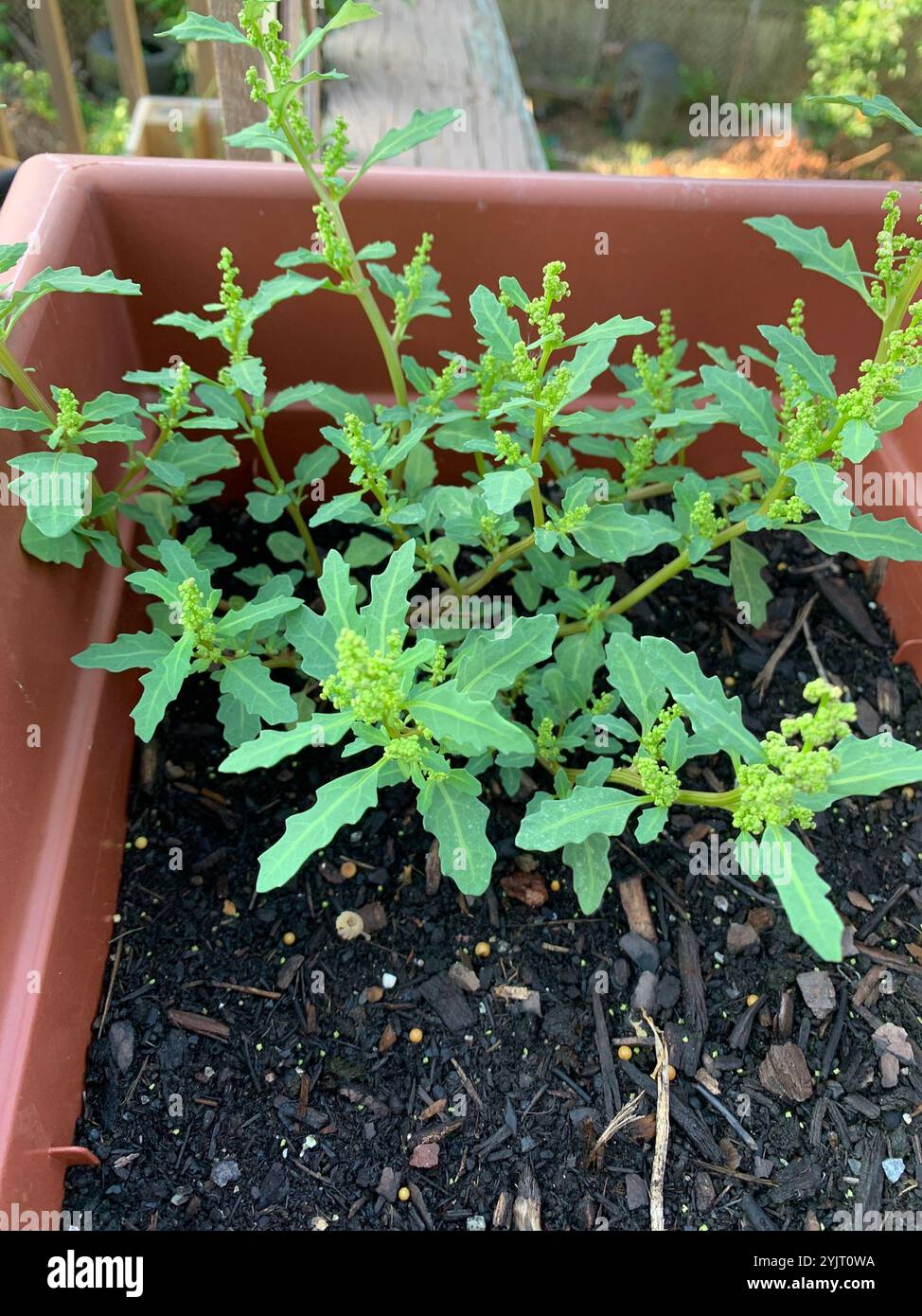 Chenopodioideae subfamily hi-res stock photography and images - Alamy