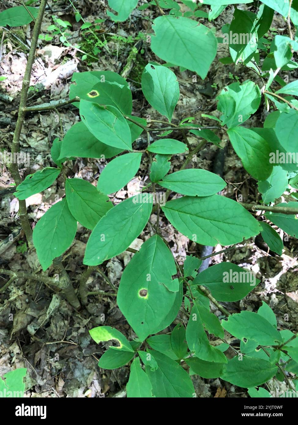 eastern leatherwood (Dirca palustris Stock Photo - Alamy