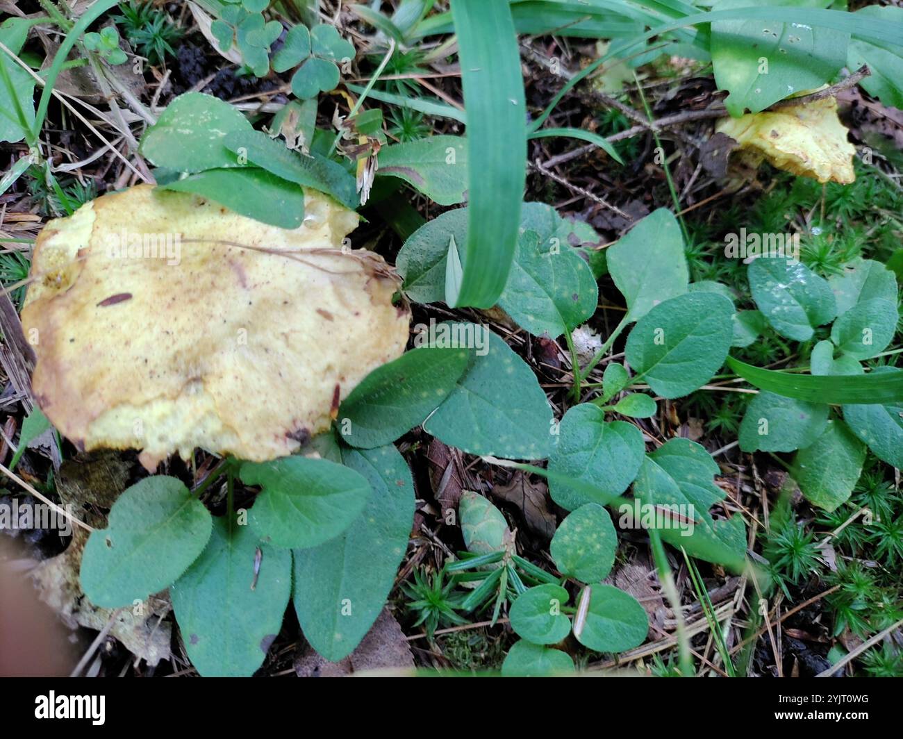 Chicken Fat Mushroom (Suillus americanus Stock Photo - Alamy