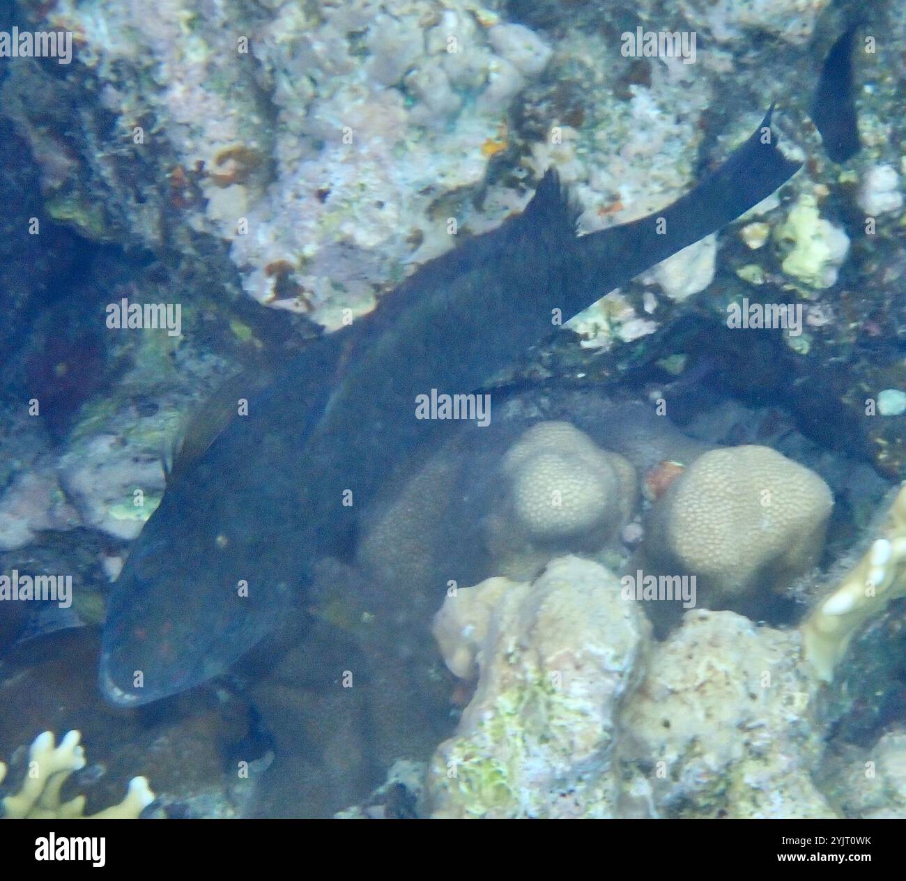Dotted Parrotfish (Calotomus viridescens Stock Photo - Alamy
