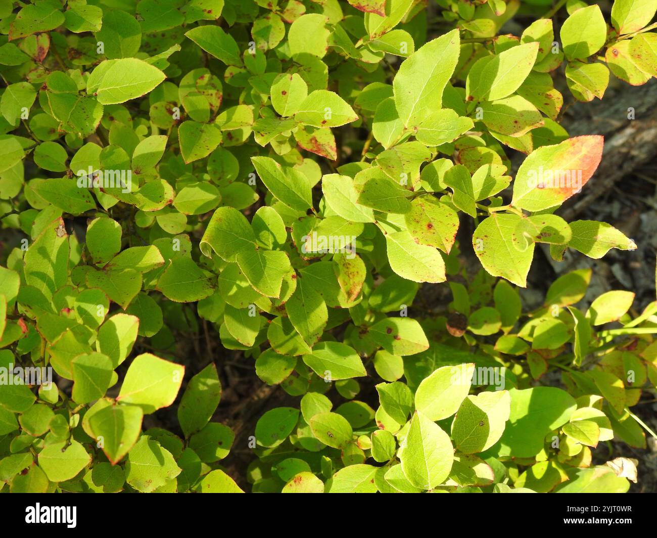 lowbush blueberry (Vaccinium angustifolium Stock Photo - Alamy