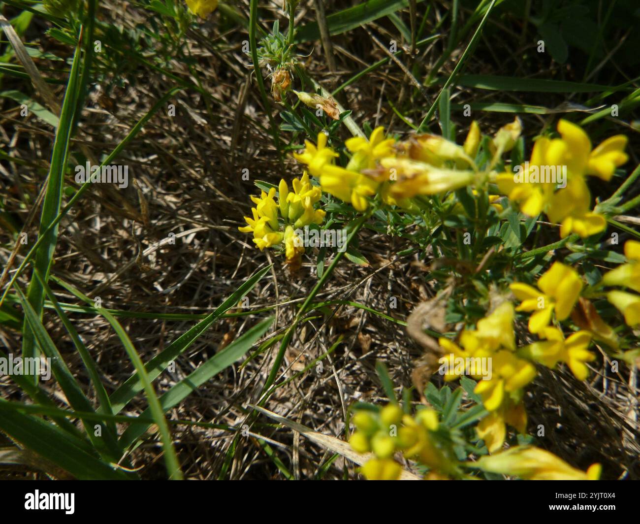 Alfalfa sickle hi-res stock photography and images - Alamy