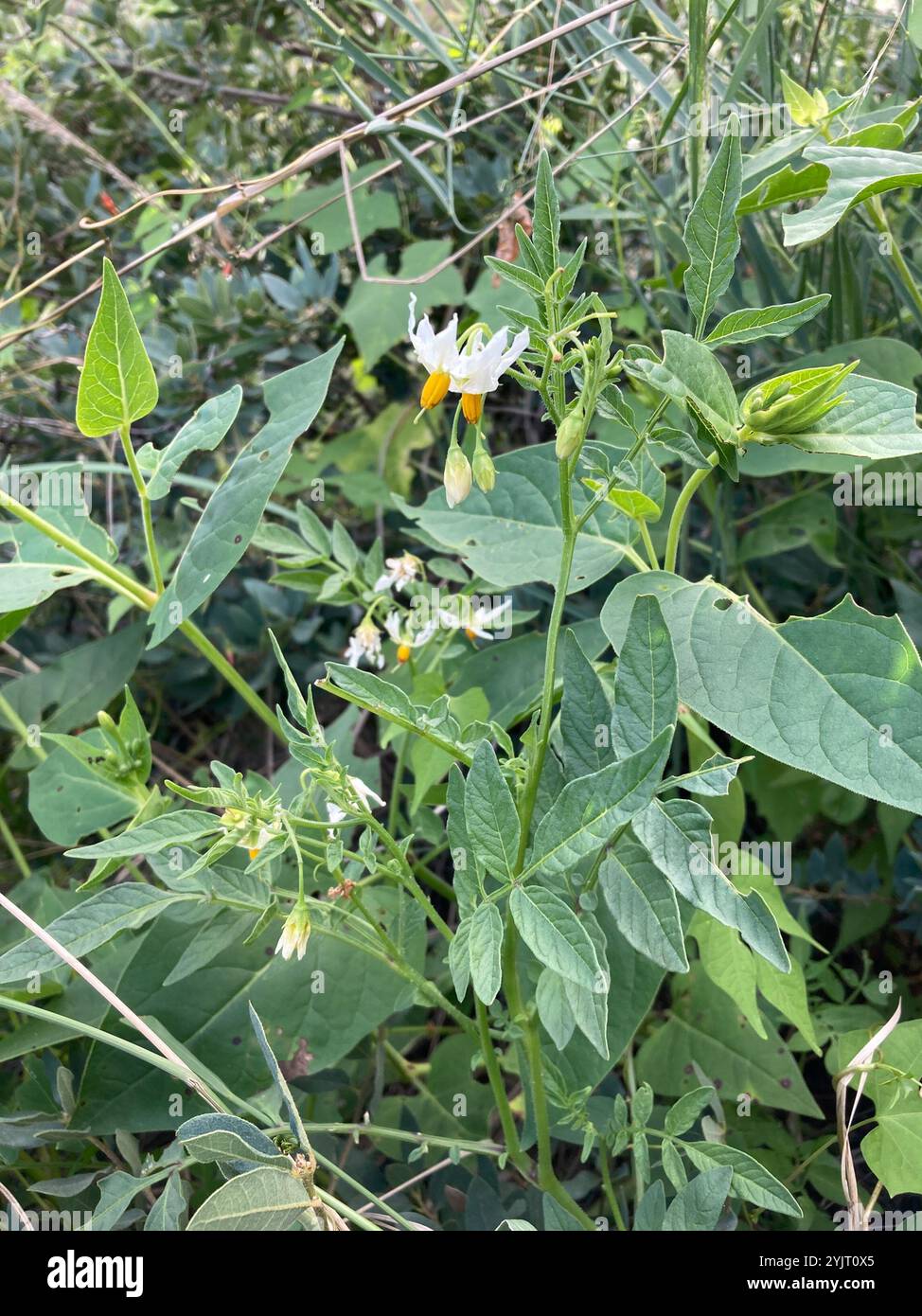 wild potato (Solanum jamesii Stock Photo - Alamy