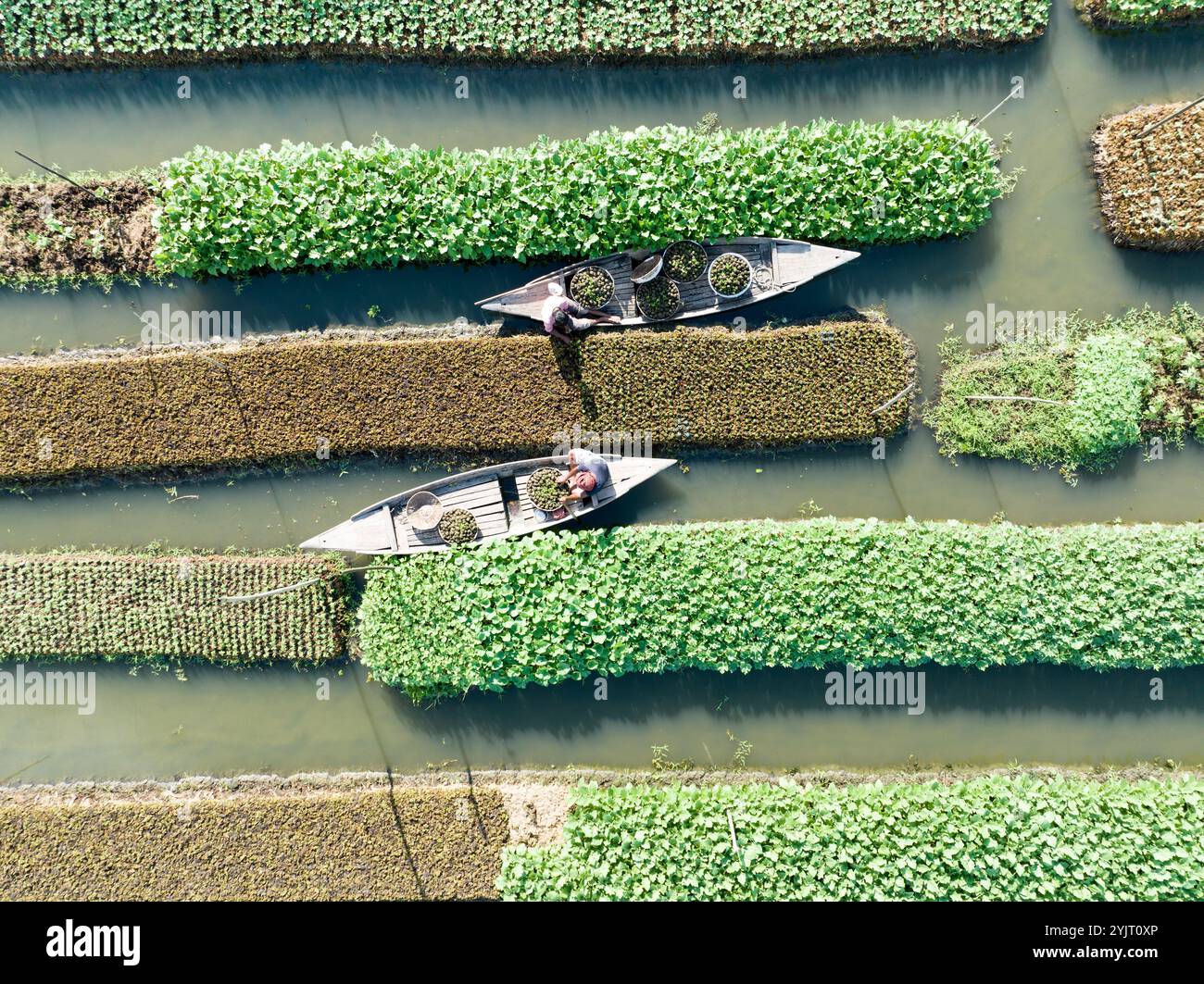 Farmers in low laying areas in Bangladesh choose floating farming ...