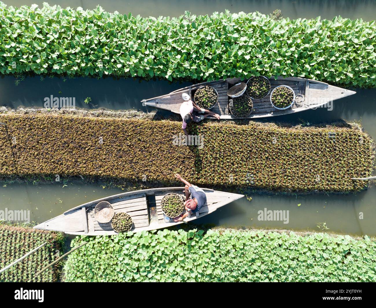 Farmers in low laying areas in Bangladesh choose floating farming ...