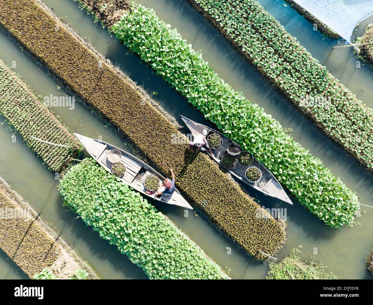 Farmers in low laying areas in Bangladesh choose floating farming ...