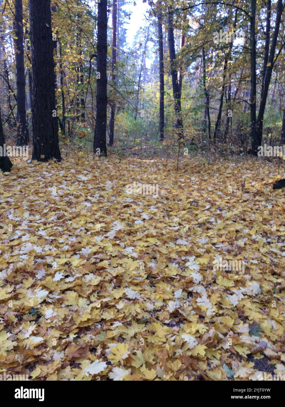 Golden covering hi-res stock photography and images - Alamy