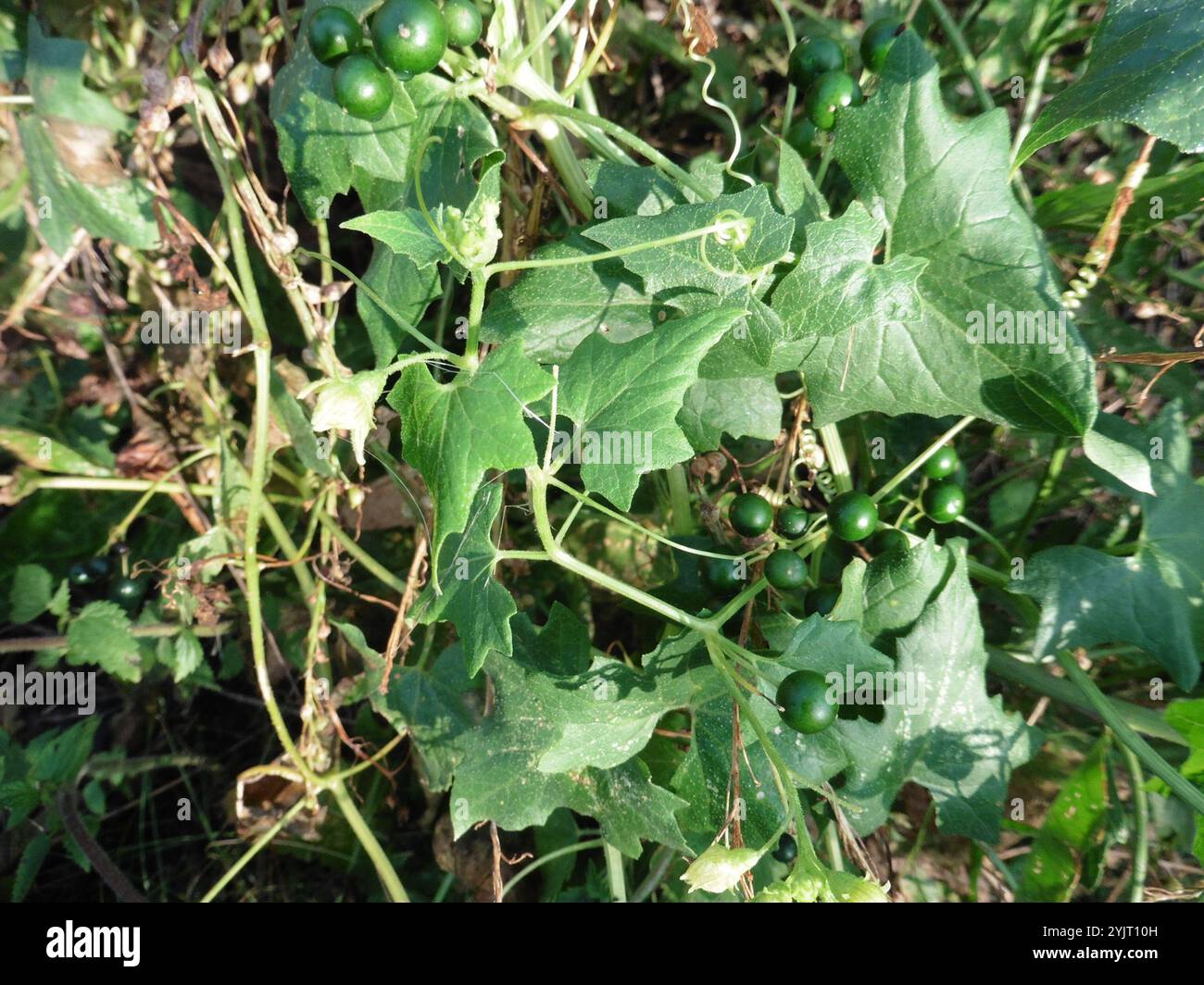 Bryonia alba white bryony hi-res stock photography and images - Alamy