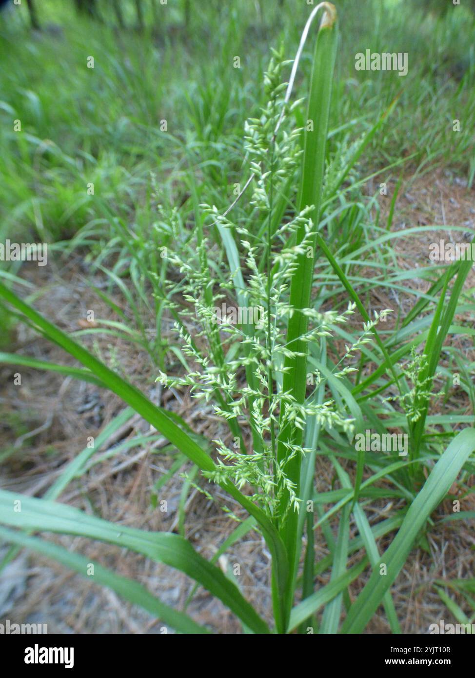 beaked panicum (Coleataenia anceps Stock Photo - Alamy