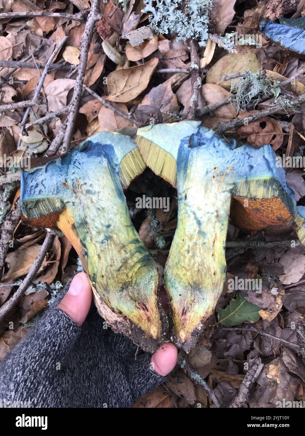 Liver Bolete (Suillellus amygdalinus Stock Photo - Alamy