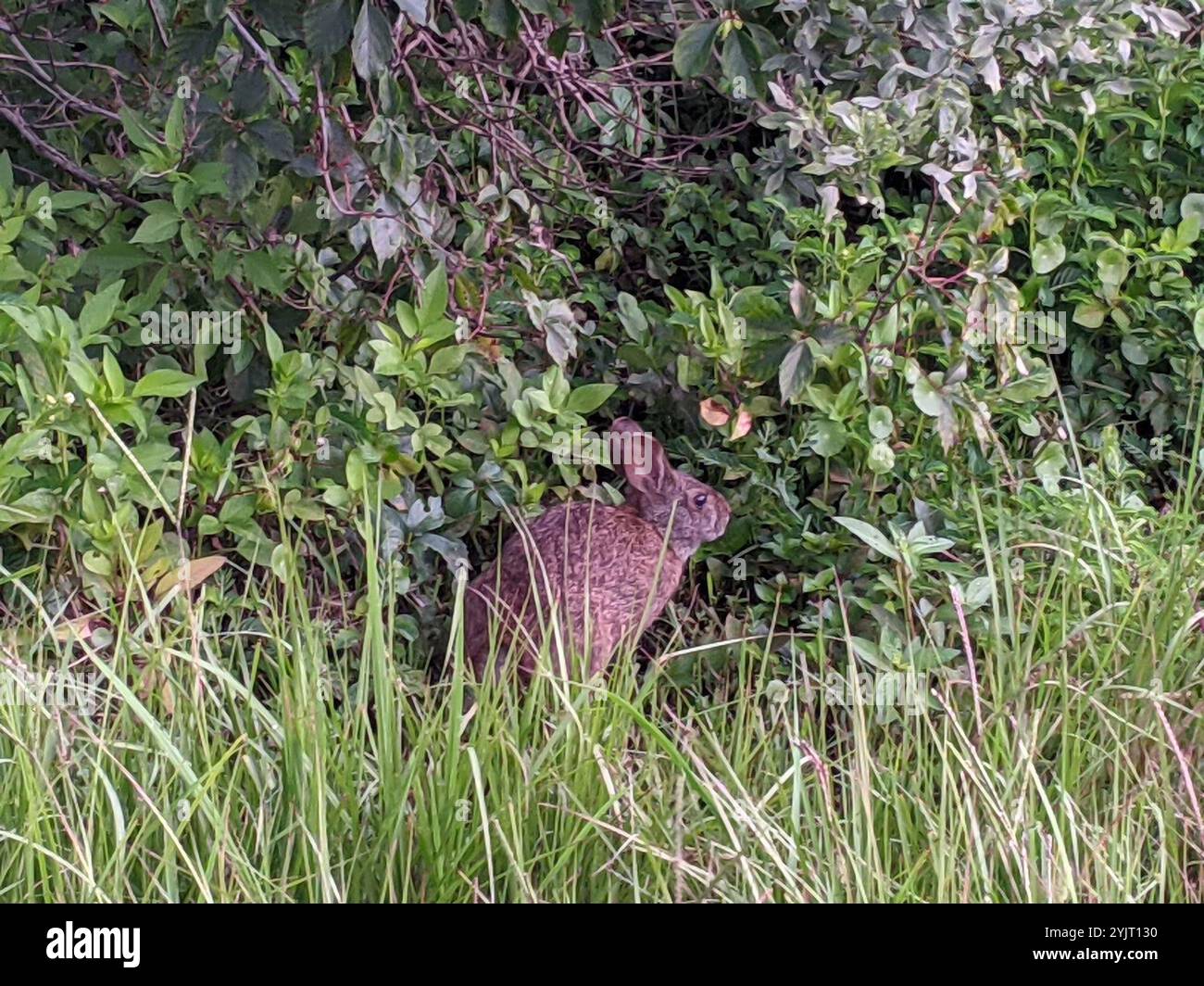 Marsh Rabbit (Sylvilagus palustris Stock Photo - Alamy