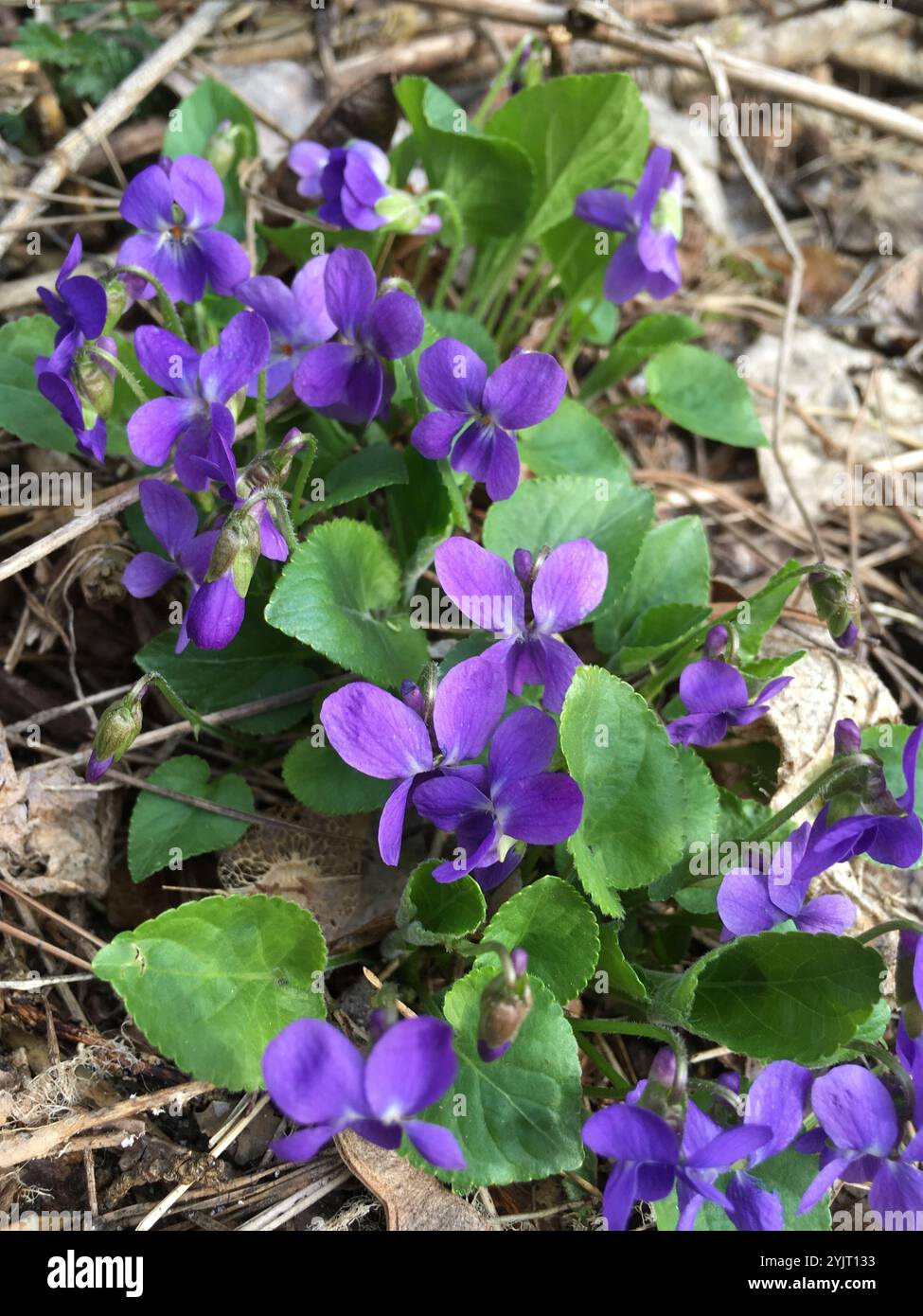 Beautiful Purple Violets Growing in a Natural Wildflower Garden Stock ...