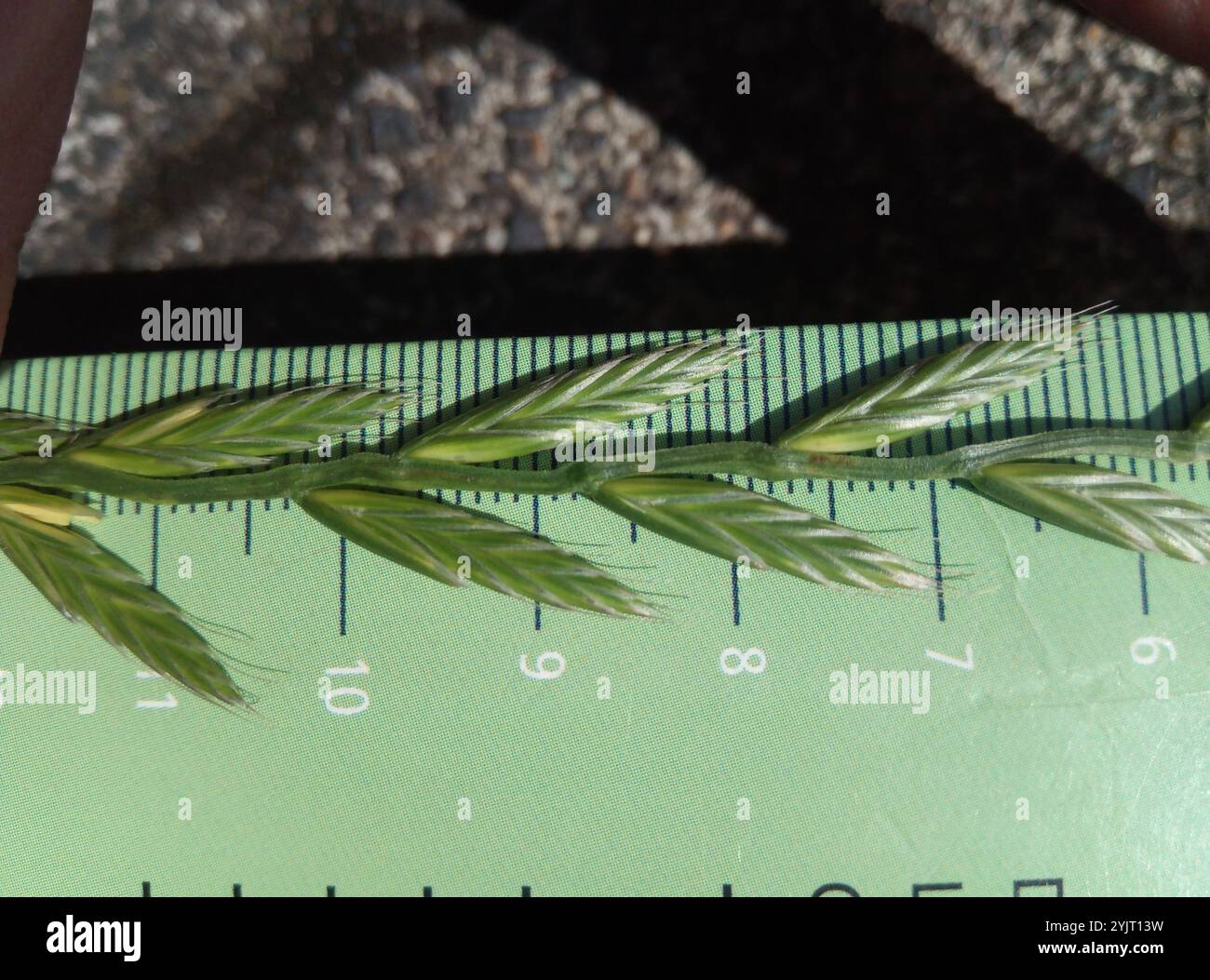 Italian Ryegrass (Lolium multiflorum Stock Photo - Alamy