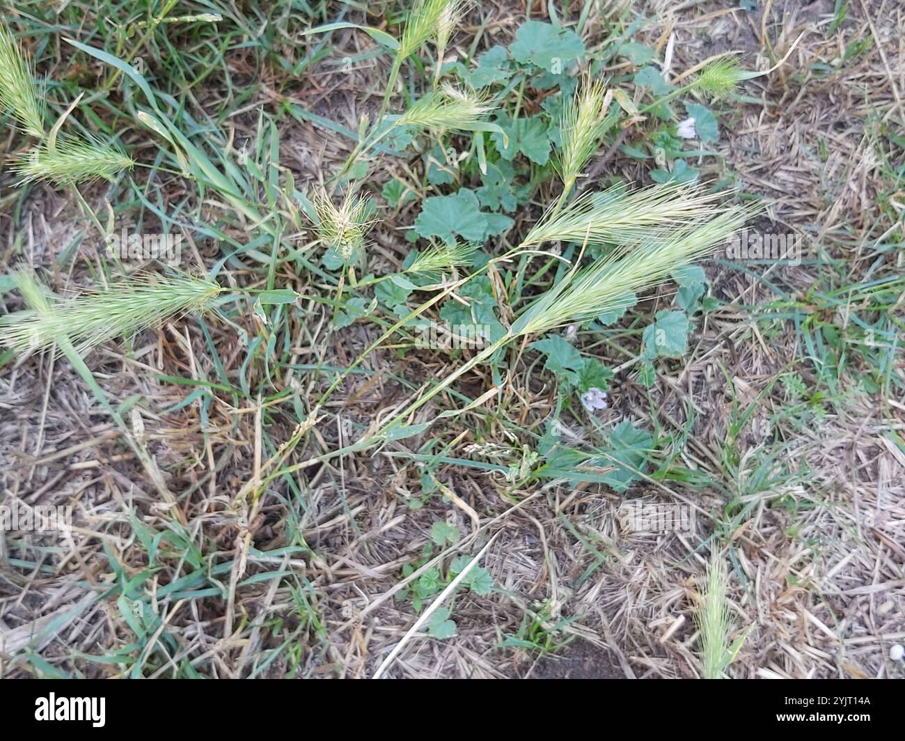 wall barley (Hordeum murinum Stock Photo - Alamy