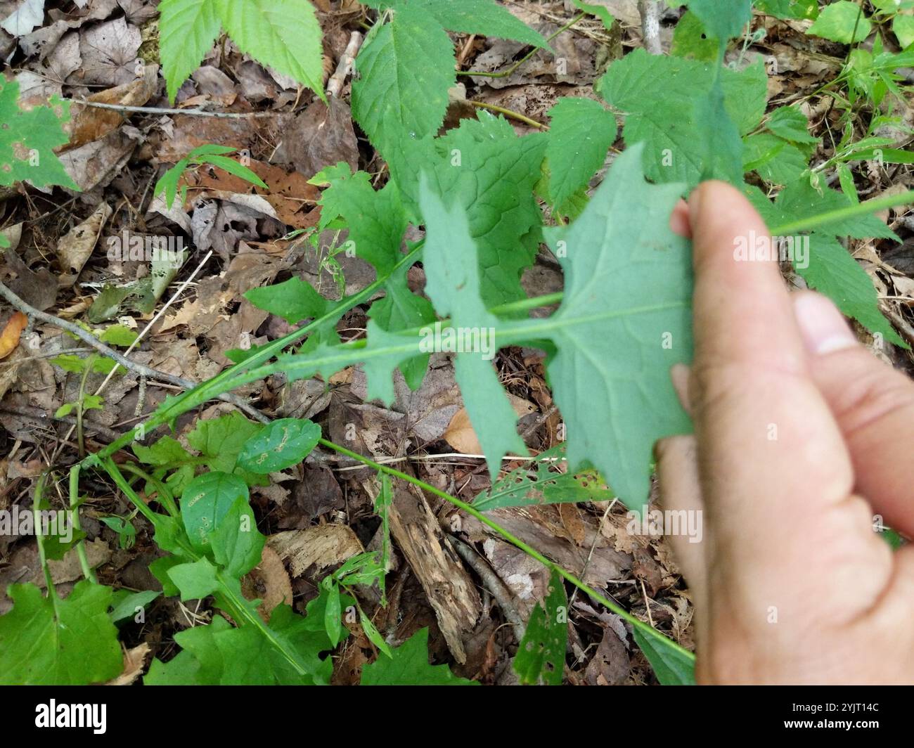 Wall Lettuce (Mycelis muralis Stock Photo - Alamy