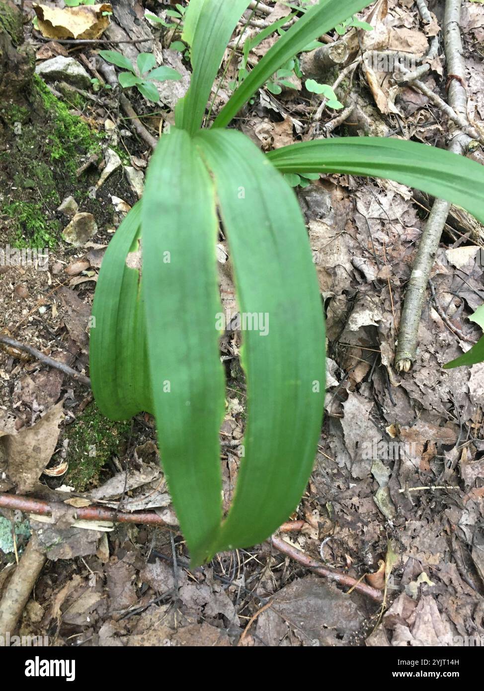 Amianthium hi-res stock photography and images - Alamy