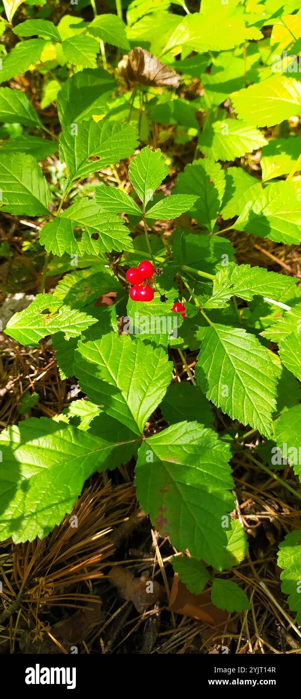 Stone Bramble (Rubus saxatilis Stock Photo - Alamy