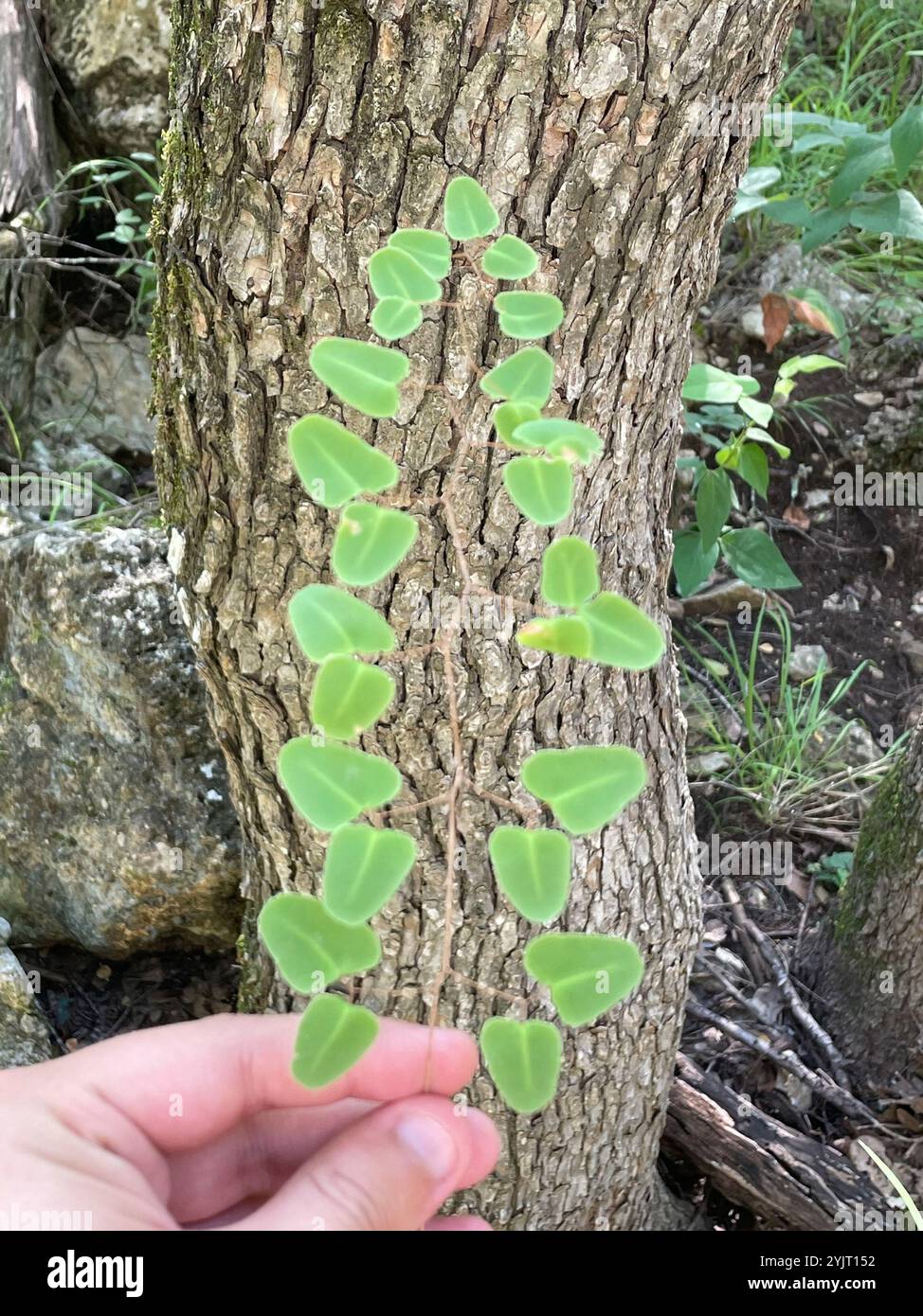 Pellaea ovata hi-res stock photography and images - Alamy