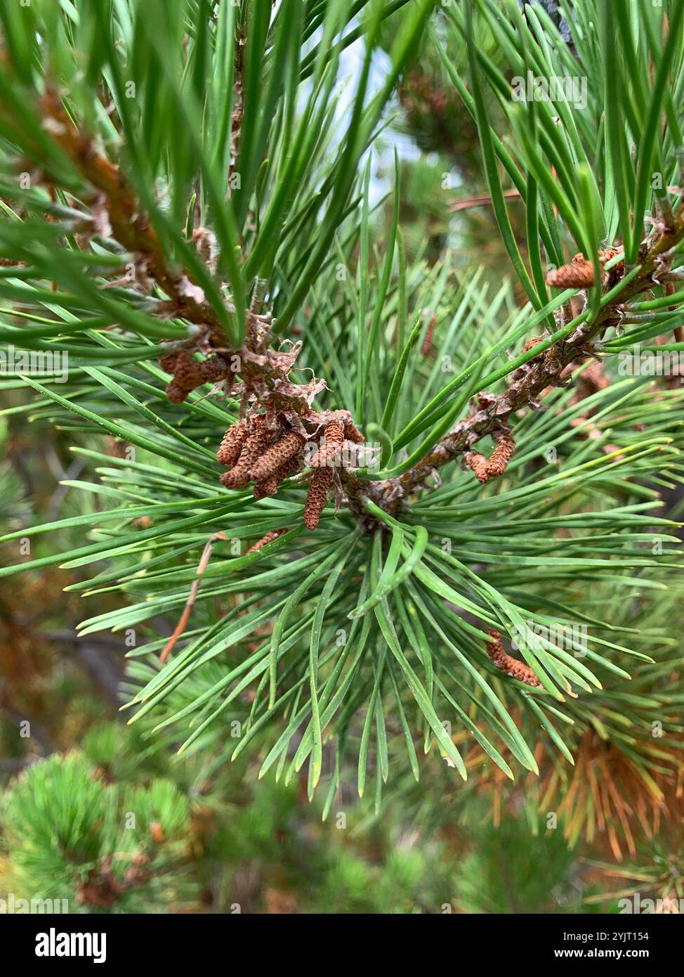 Shore Pine (Pinus contorta contorta Stock Photo - Alamy