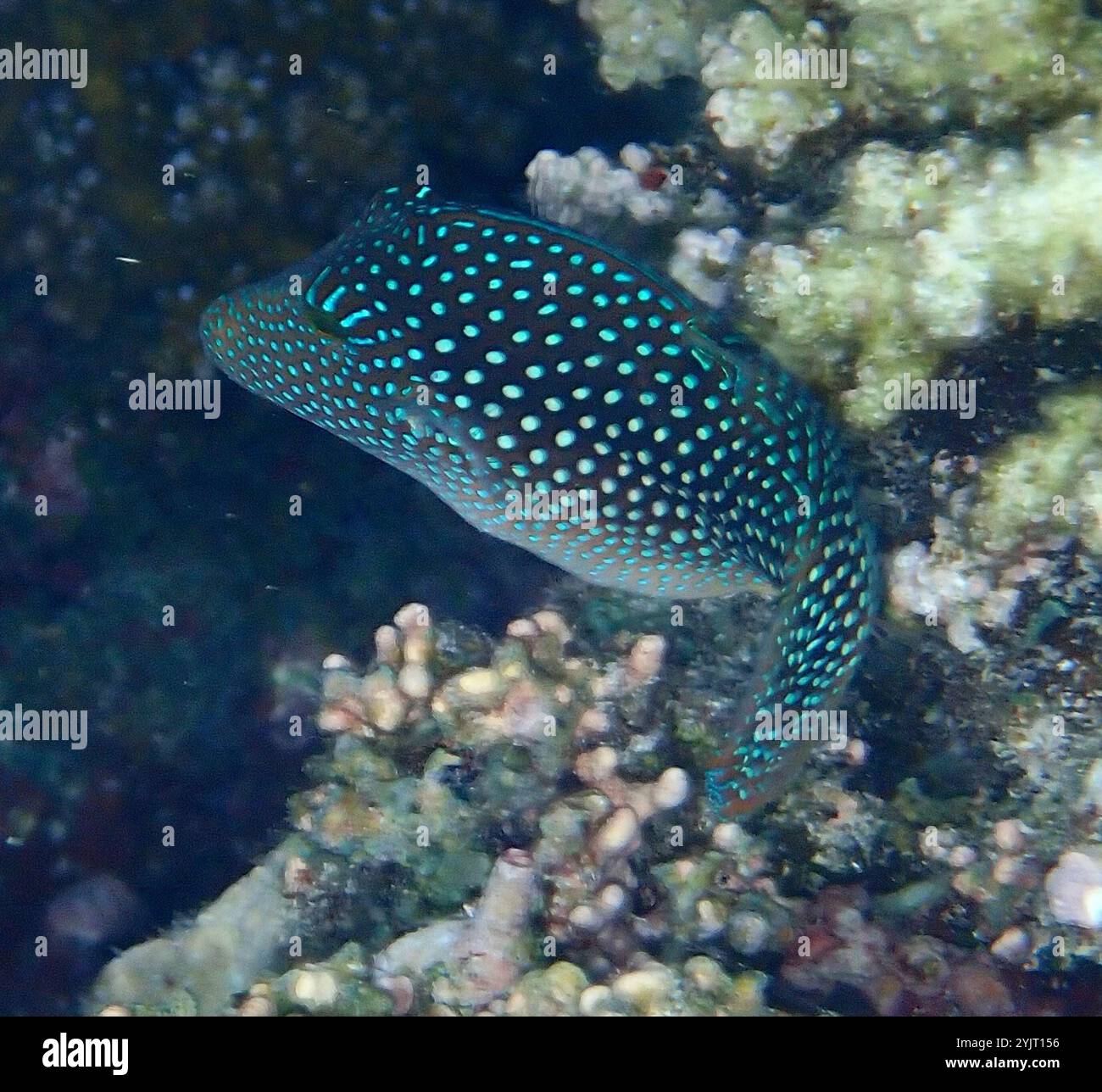 Pearl Toby (Canthigaster margaritata Stock Photo - Alamy