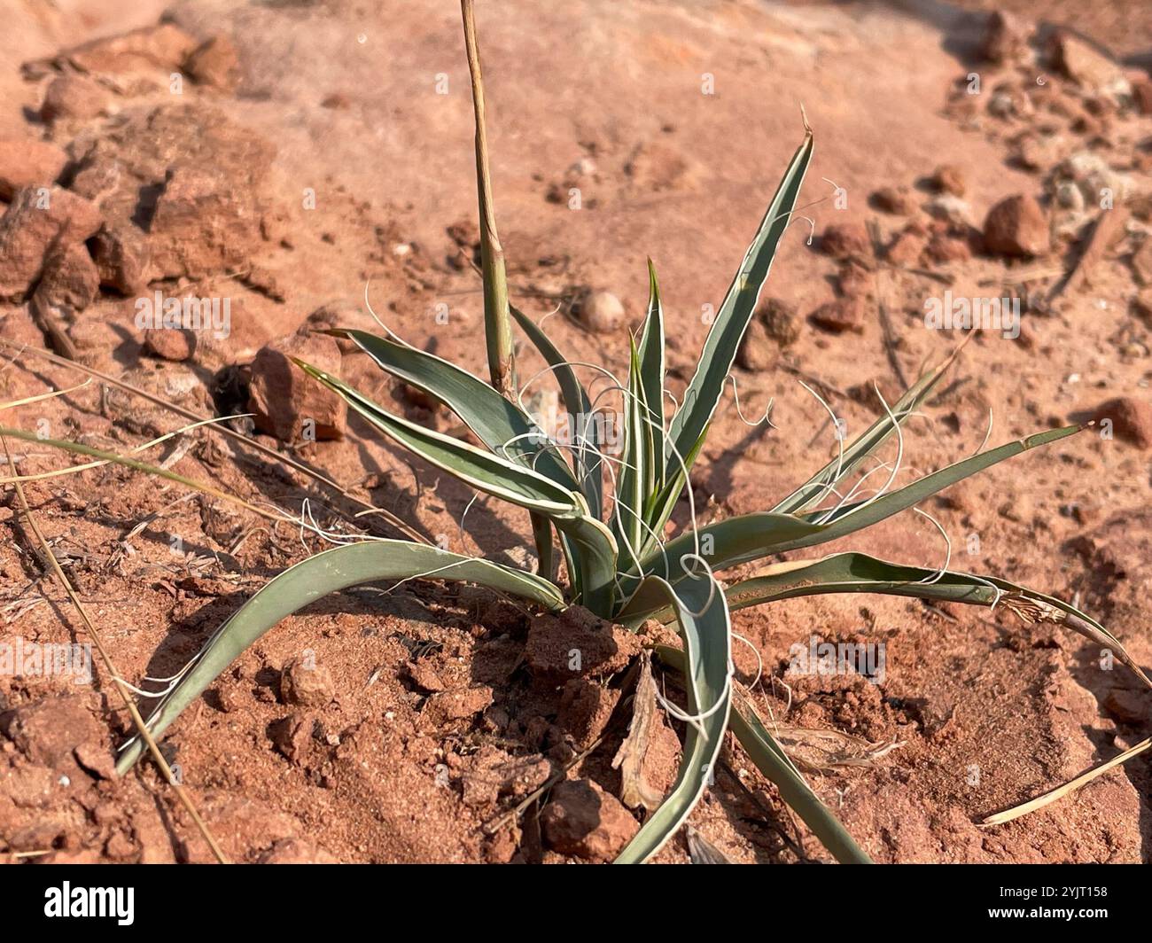 Dwarf Yucca (Yucca harrimaniae Stock Photo - Alamy