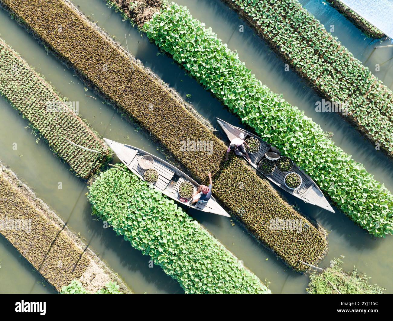Farmers in low laying areas in Bangladesh choose floating farming ...