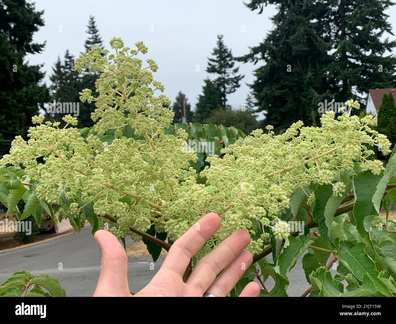Japanese angelica tree (Aralia elata Stock Photo - Alamy