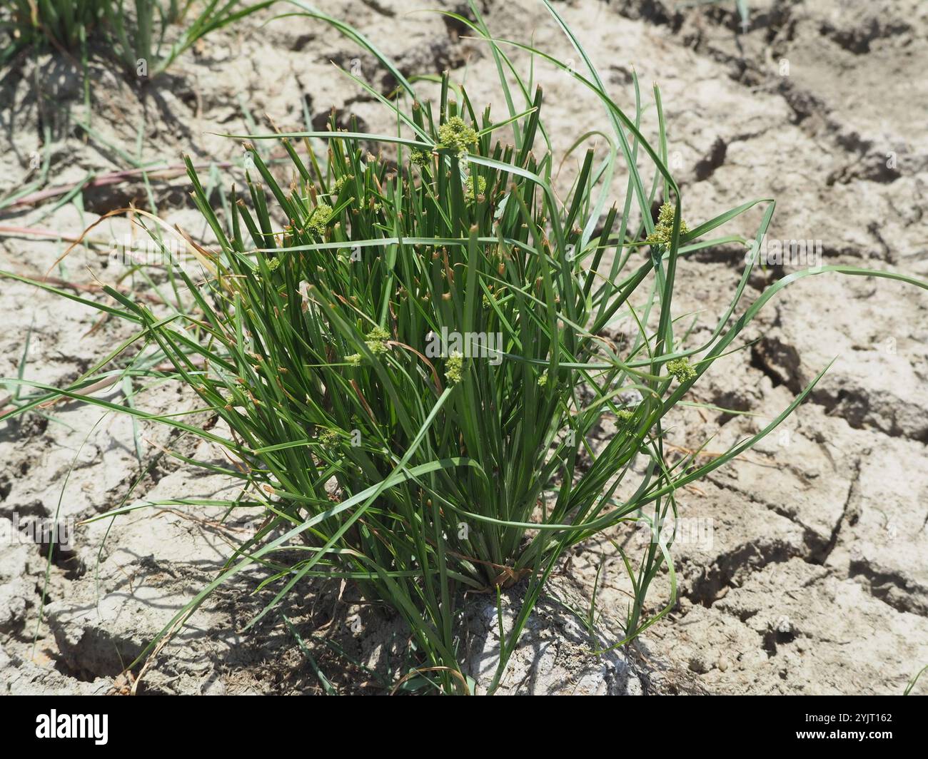 Variable Flatsedge (Cyperus difformis Stock Photo - Alamy