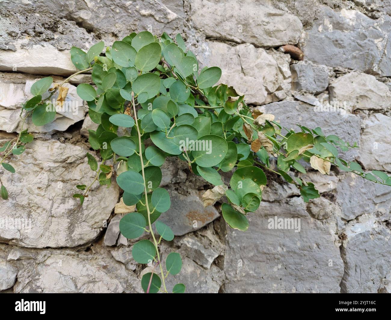 Rock Caper (Capparis orientalis Stock Photo - Alamy