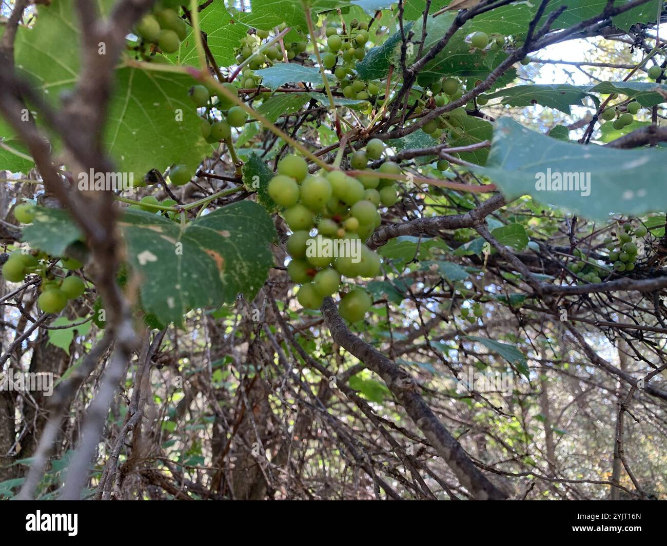 Vitis arizonica hi-res stock photography and images - Alamy
