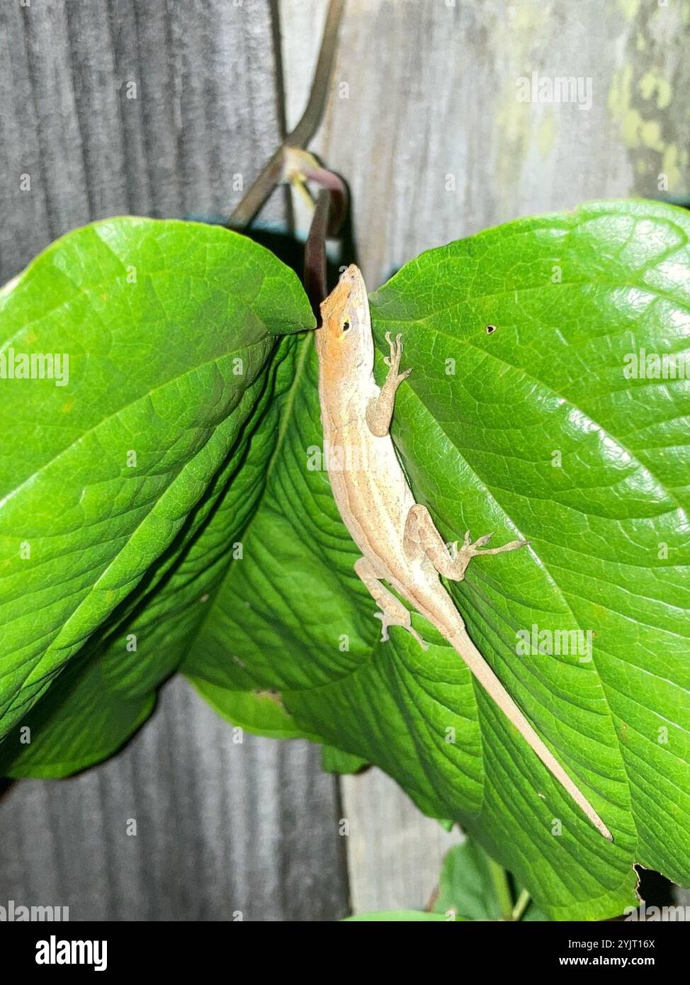 Brown Anole (Anolis sagrei Stock Photo - Alamy